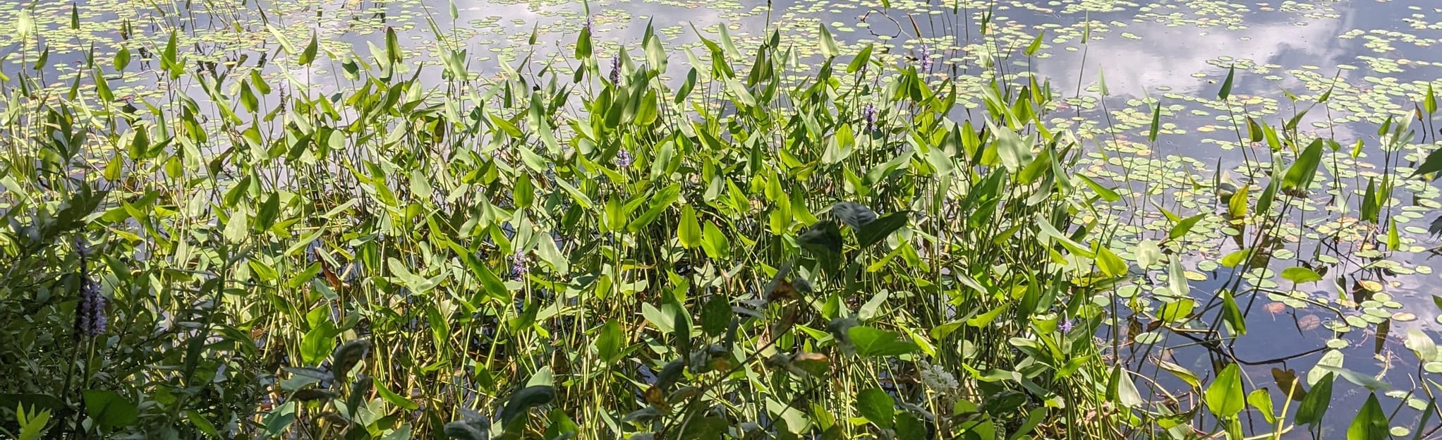 Slater Woods and Peter Pond: 63 Reviews, Map - Massachusetts | AllTrails