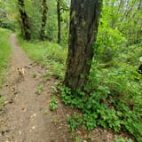 Fitton Green Natural Area Trail, Oregon - 401 Reviews, Map | AllTrails