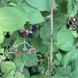 Seattle Waterfront Pathway, Washington - 719 Reviews, Map | AllTrails