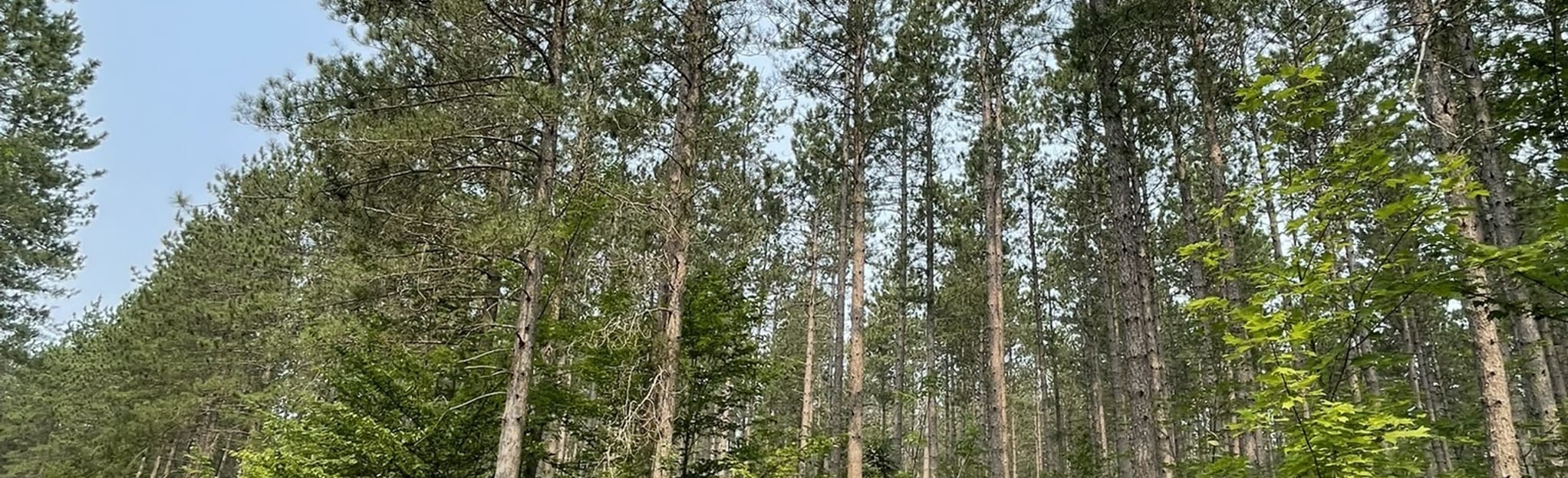 Canada Lakes Pathways Blue Loop, Michigan - 7 Reviews, Map | AllTrails