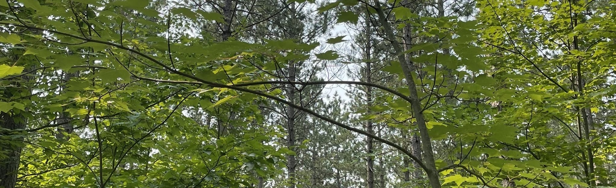 Canada Lakes Pathway Green Loop: 53 Reviews, Map - Michigan | AllTrails