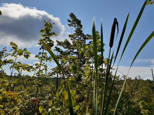 Best Hikes and Trails in Hawley Bog Preserve | AllTrails
