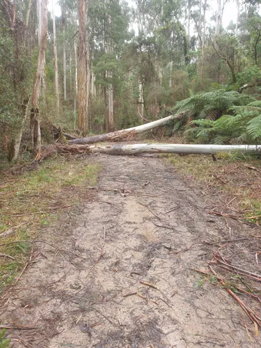 Best Forest Trails in Erica | AllTrails