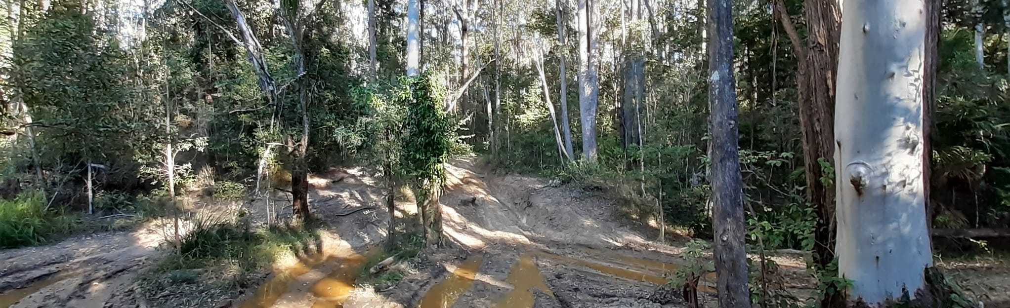Ringtail Southern Loop: 6 Reviews, Map - Queensland, Australia | AllTrails