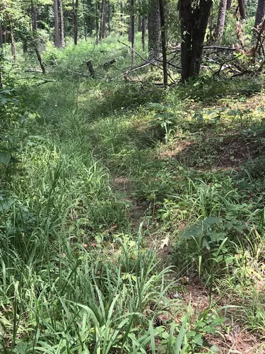 Best Hikes and Trails in Arlie Moore Recreation Area | AllTrails