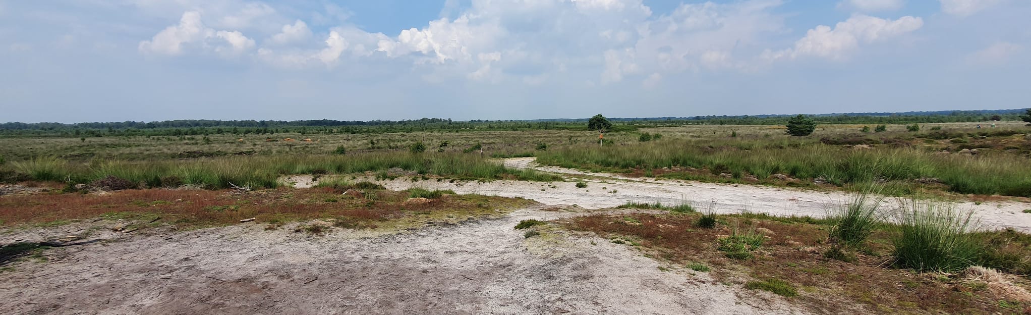 Wandelroute Paardenbegrazing Groote Peel: 7 Reviews, Map - Limburg ...