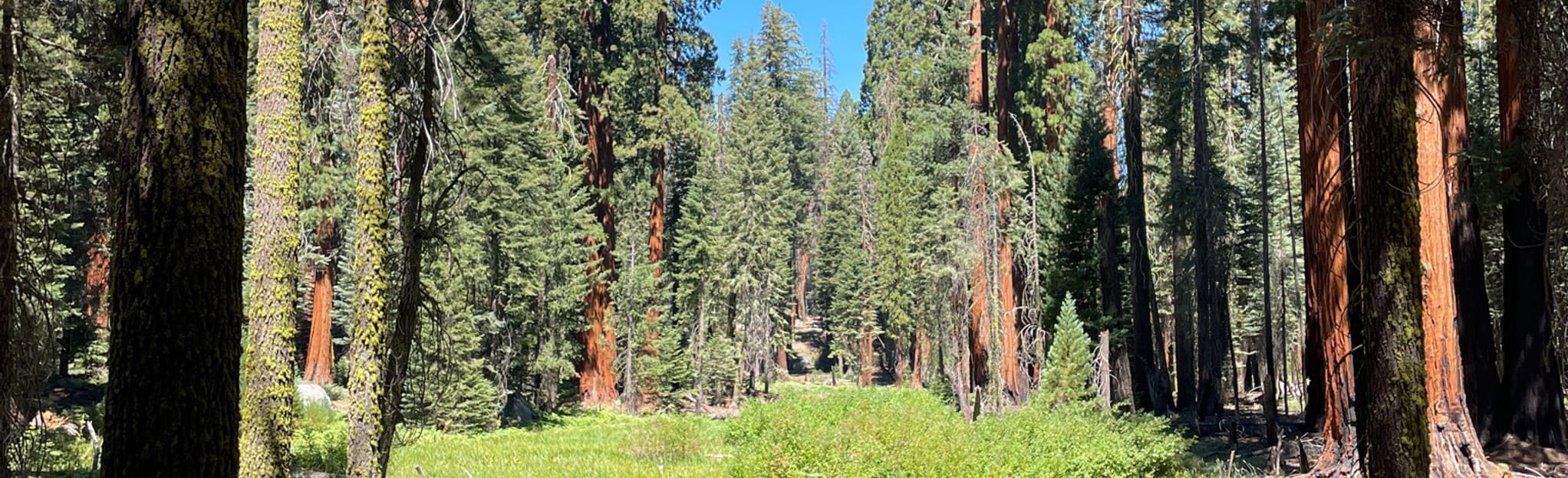 Alta, Huckleberry, and Washington Tree Loop [CLOSED]: 78 Reviews, Map ...