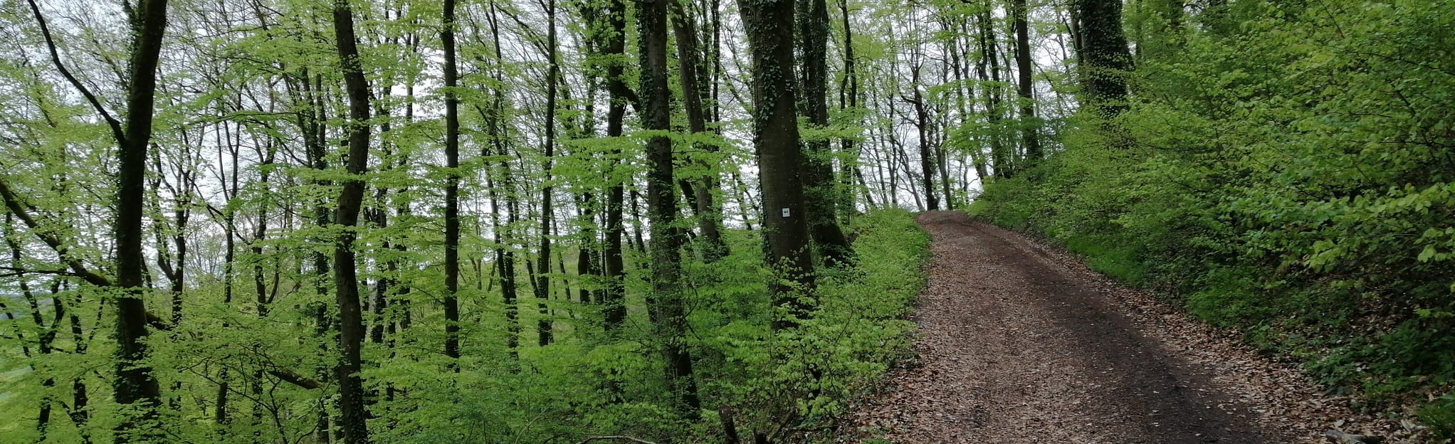 Gilsdorf - Steekaul: 3 Reviews, Map - Diekirch, Luxembourg | AllTrails