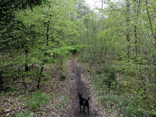 Best Hikes and Trails in Gilsdorf | AllTrails