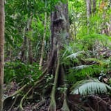 Bloomfield Track, Queensland, Australia - 9 Reviews, Map | AllTrails