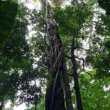 Bloomfield Track, Queensland, Australia - 9 Reviews, Map | AllTrails