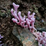 Bloomfield Track, Queensland, Australia - 9 Reviews, Map | AllTrails