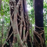 Bloomfield Track, Queensland, Australia - 9 Reviews, Map | AllTrails