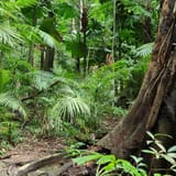 Bloomfield Track, Queensland, Australia - 9 Reviews, Map | AllTrails