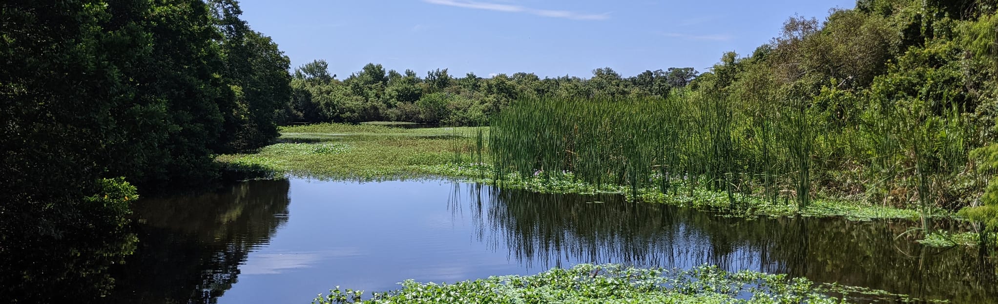 Pine Flatwoods, Sand Scrub and Swamp Woodlands Loop, Florida - 69 ...