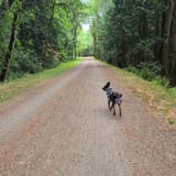 High Point Trail, Washington - 214 Reviews, Map | AllTrails
