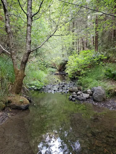 Best Hikes and Trails in Little River | AllTrails