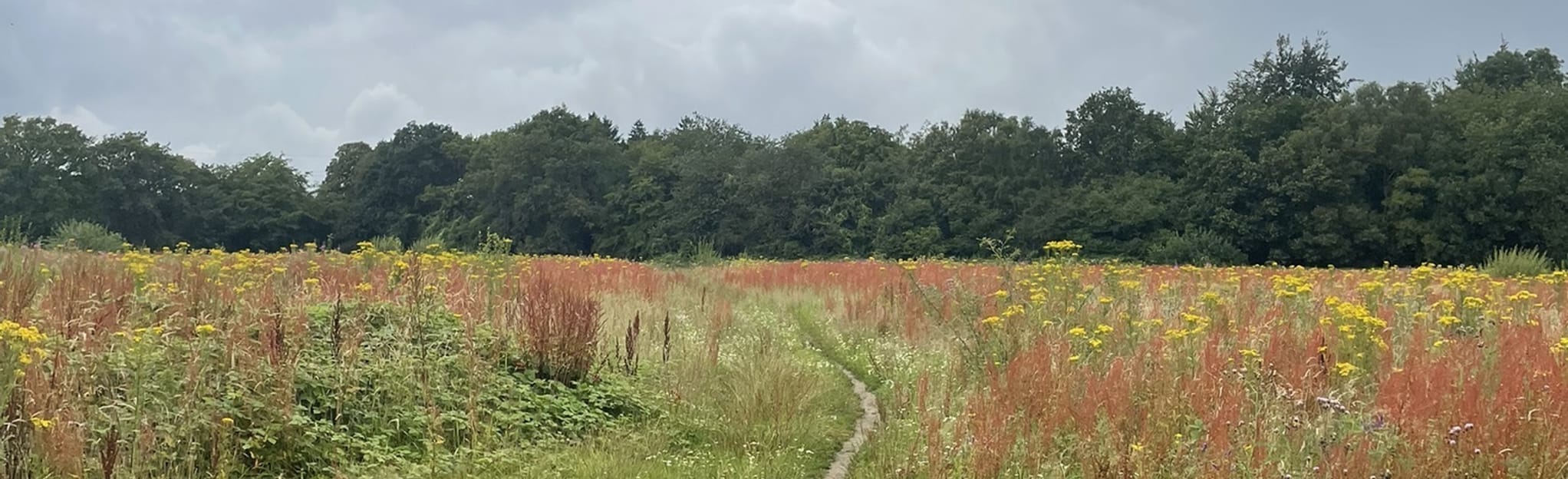 Camer Park and Greatpark Wood Circular, Kent, England - Map, Guide ...