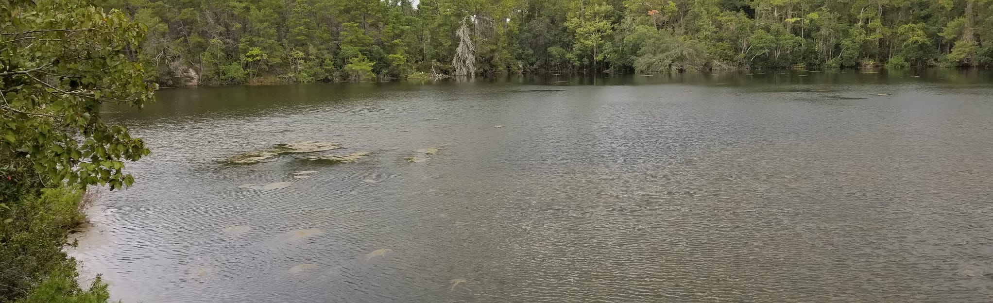 Graham Swamp Trail: 276 Reviews, Map - Florida | AllTrails