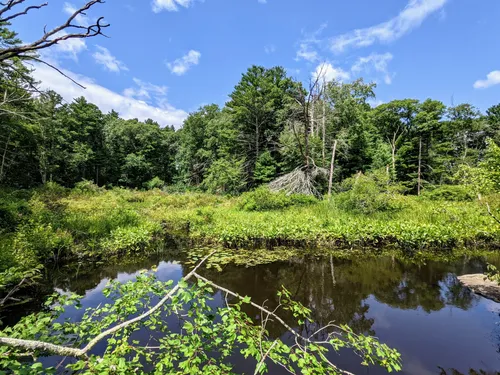 10 Best Dog Friendly Trails in Massachusetts | AllTrails