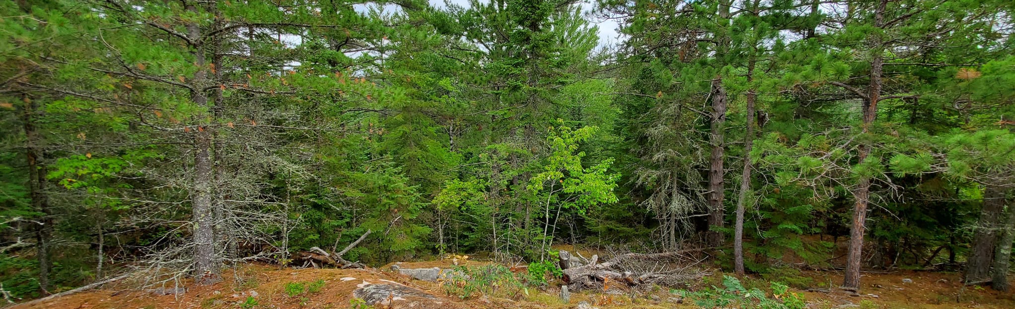 Forest Overlook Trail, Minnesota - 56 Reviews, Map | AllTrails