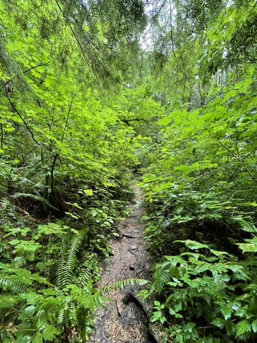 Best 10 Hikes and Trails in Squak Mountain State Park | AllTrails