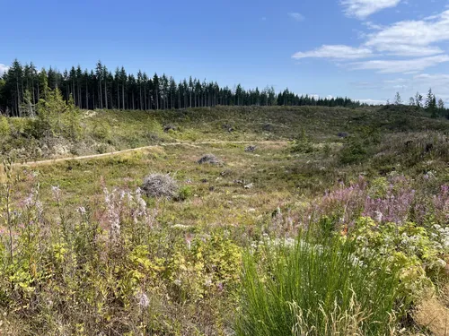 Best Hikes and Trails in Port Gamble Forest Heritage Park | AllTrails