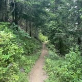 Suntop Trail, Washington - 51 Reviews, Map | AllTrails