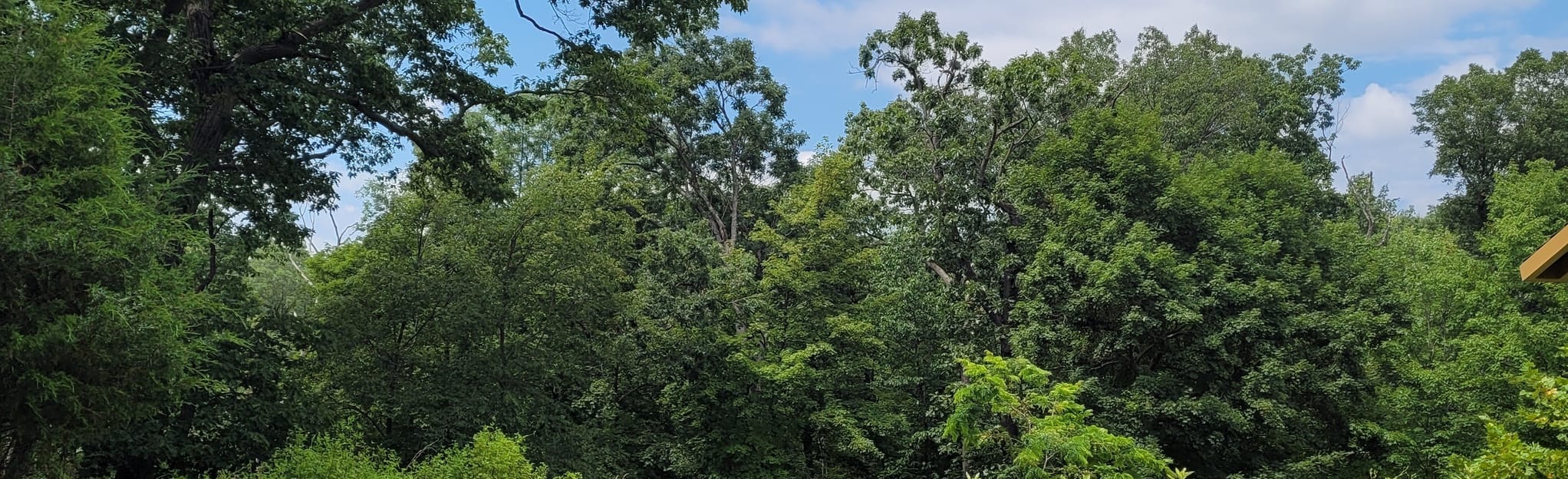 Woodland, Summit, and WP Double Track Trail Loop: 196 Reviews, Map ...