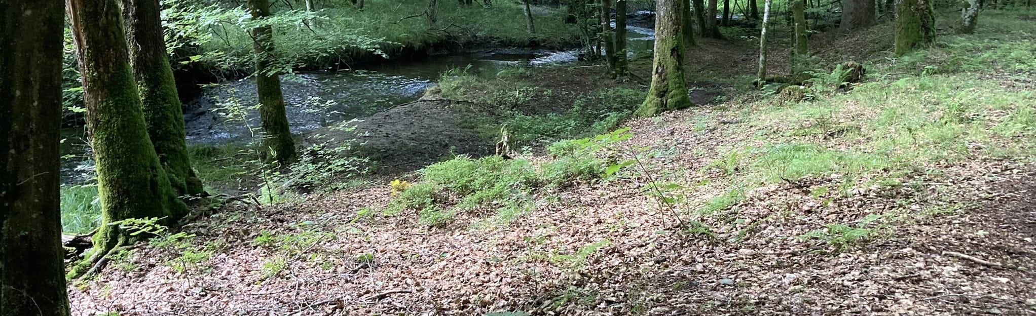 Forest of Habay, Luxembourg, Belgium - 9 Reviews, Map | AllTrails