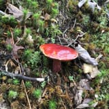 Levis/Trow Mounds Trail, Wisconsin - 268 Reviews, Map | AllTrails