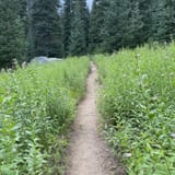 Spider Meadow via Phelps Creek Trail, Washington - 298 Reviews, Map ...