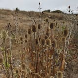 Crespi Trail, California - 242 Reviews, Map | AllTrails