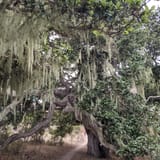 Crespi Trail, California - 242 Reviews, Map | AllTrails