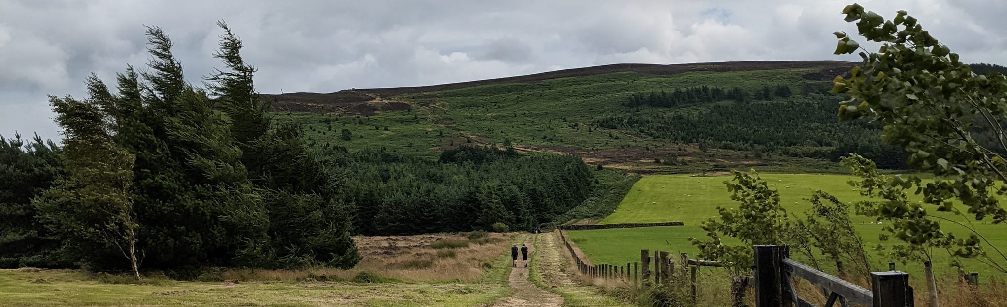 Cold Moor and Cringle Moor: 518 foto - North Yorkshire, Inghilterra ...