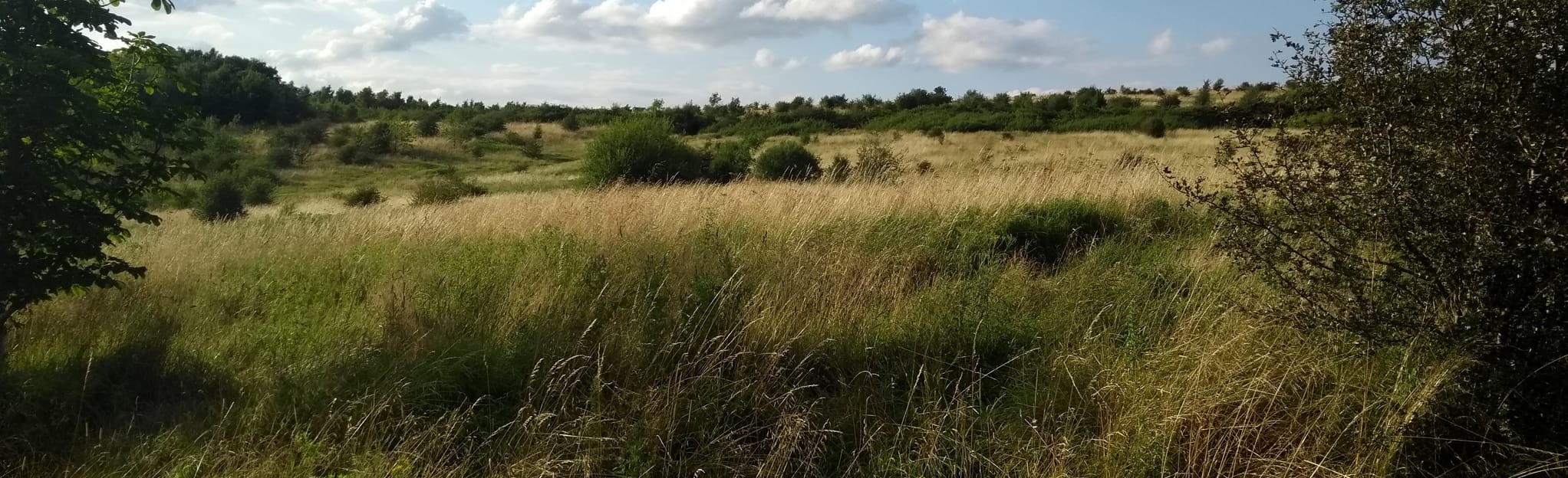 Brierley Forest Park: 100 Fotos - Nottinghamshire, England | AllTrails