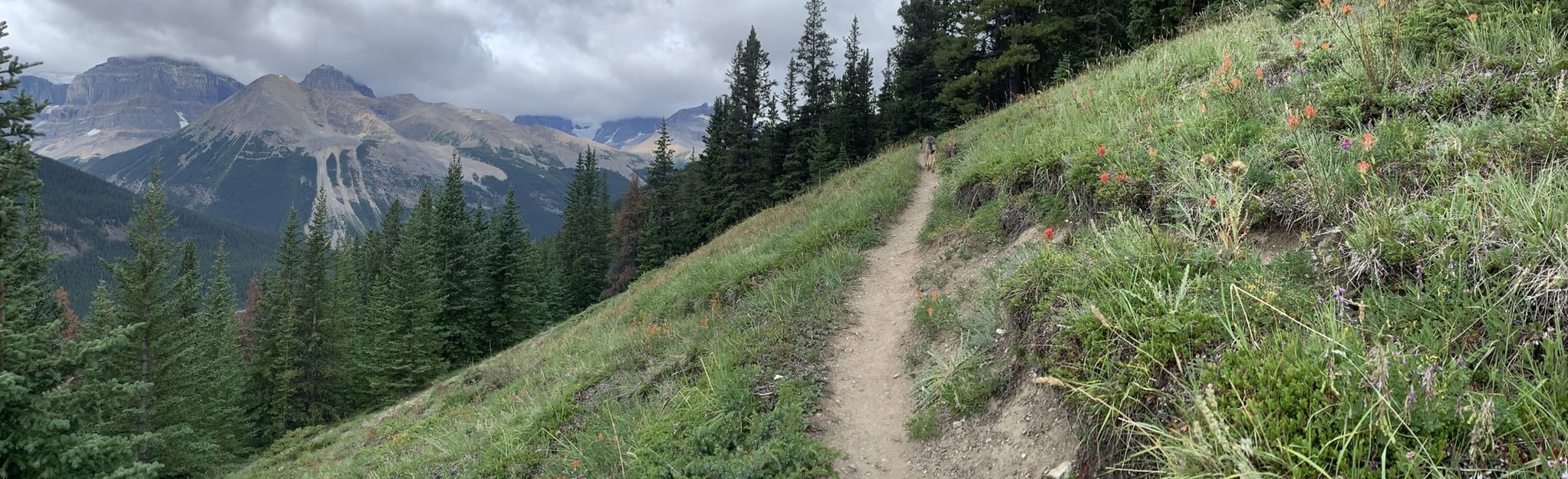 Tangle Ridge via Wilcox Pass Trail, Alberta, Canada - 123 Reviews, Map ...