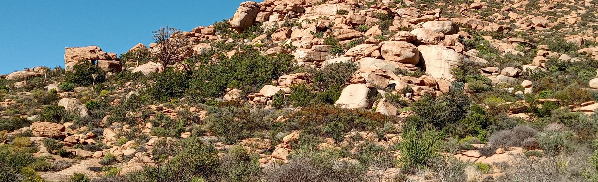 Nababeep Flower Trail: 2 Reviews, Map - Northern Cape, South Africa ...