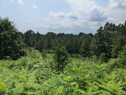 Best 10 Hikes and Trails in Albany Pine Bush Preserve | AllTrails