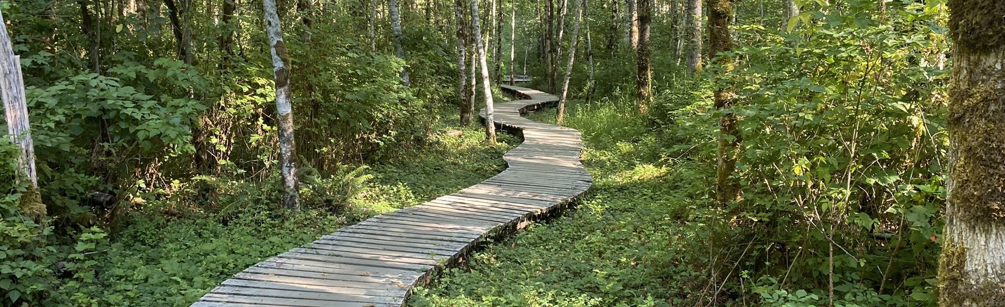 Duthie Mountain Bike Park Loop: 451 Reviews, Map - Washington | AllTrails