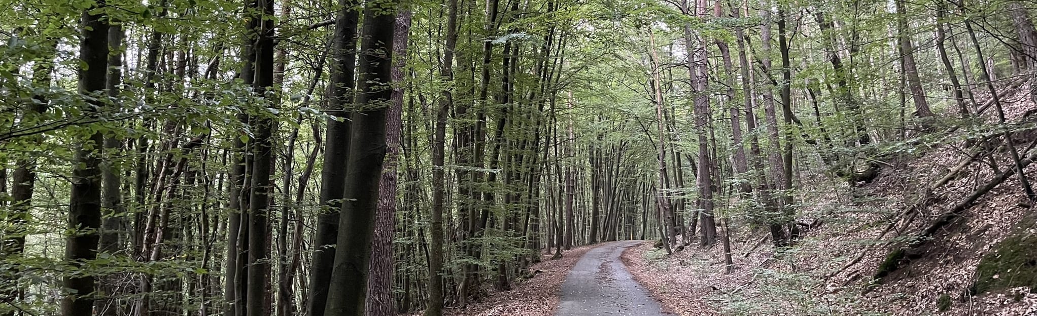 Linden - Krickenbach, Rhineland-Palatine, Germany - Map, Guide | AllTrails