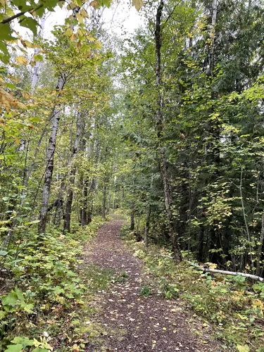 2023 Best Forest Trails in New Hazelton | AllTrails
