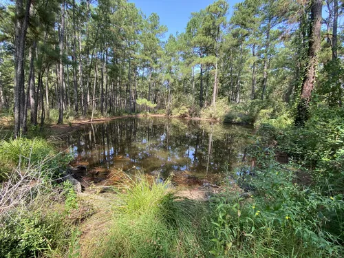 10 Best Hikes and Trails in Sam Houston National Forest | AllTrails