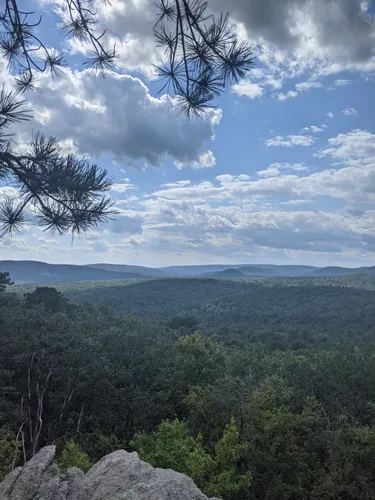 Best Wild Flowers Trails in Michaux State Forest | AllTrails
