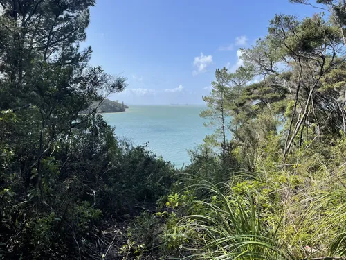 10 Best Beach Trails in Waitakere Ranges Regional Park | AllTrails