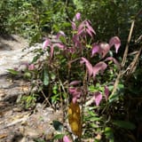 Poona Lake, Queensland, Australia - 73 Reviews, Map | AllTrails