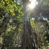 Poona Lake, Queensland, Australia - 73 Reviews, Map | AllTrails