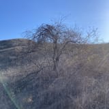 Autumn Ridge Trail, California - 370 Reviews, Map | AllTrails