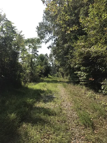 Best Hikes and Trails in Duke Forest Hillsboro Division | AllTrails