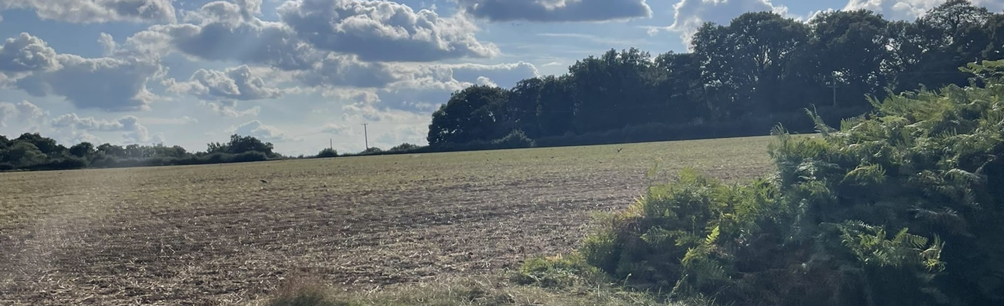 Copthall Green and Horseshoe Hill Circular: 18 Fotos - Essex, England ...